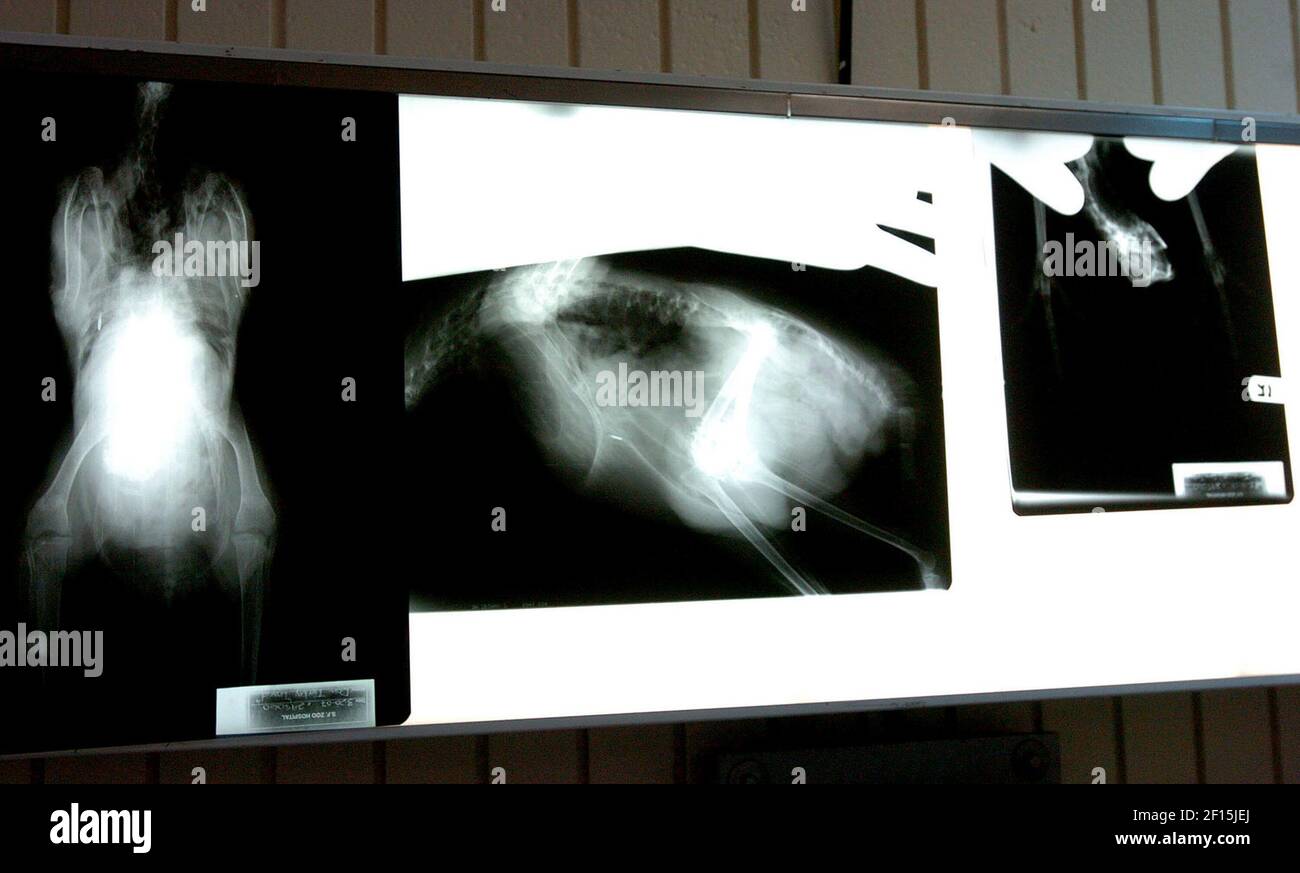 X-rays of an injured bird are seen on a light box in the veterinary ...