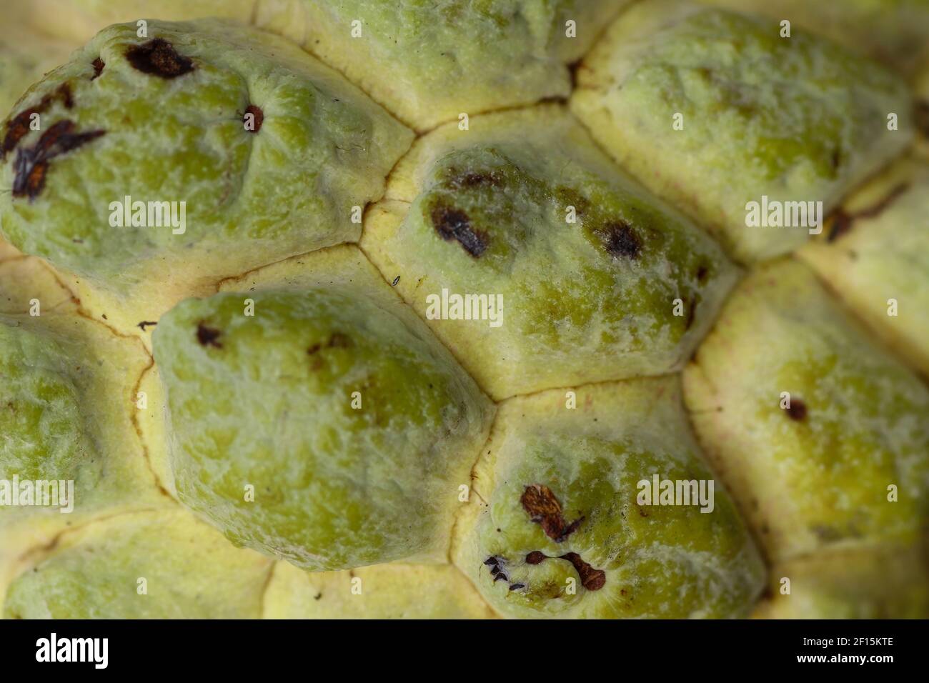 Exotic Brazilian fruit as known as Fruta do Conde or Fruta Pinha ...