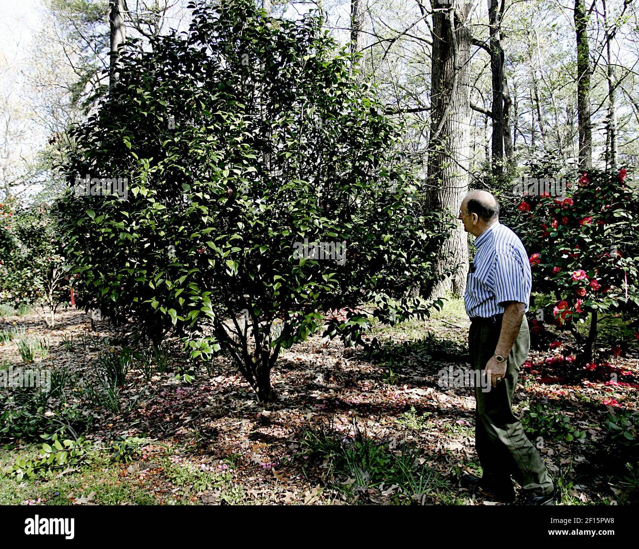 Doug Simon surveys an overgrown camellia at the Hofheimer Camellia ...