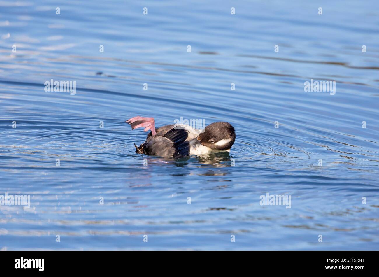 Female Preening High Resolution Stock Photography and Images - Alamy