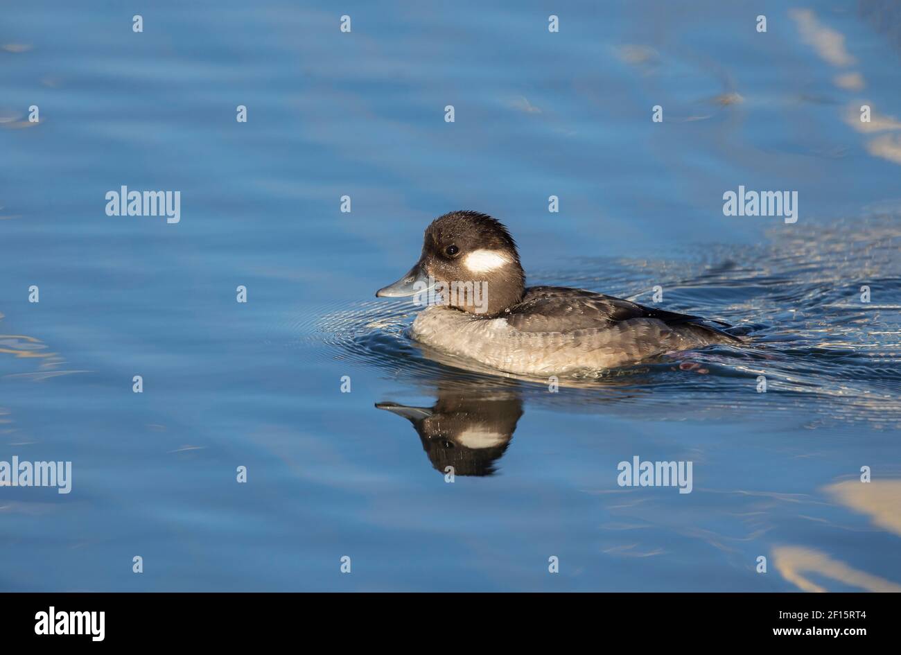 Female Bufflehead High Resolution Stock Photography and Images - Alamy