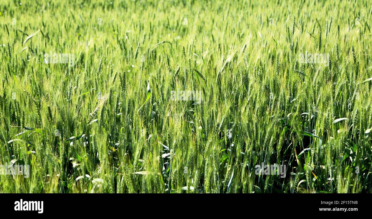 Dry farming iran hi-res stock photography and images - Alamy