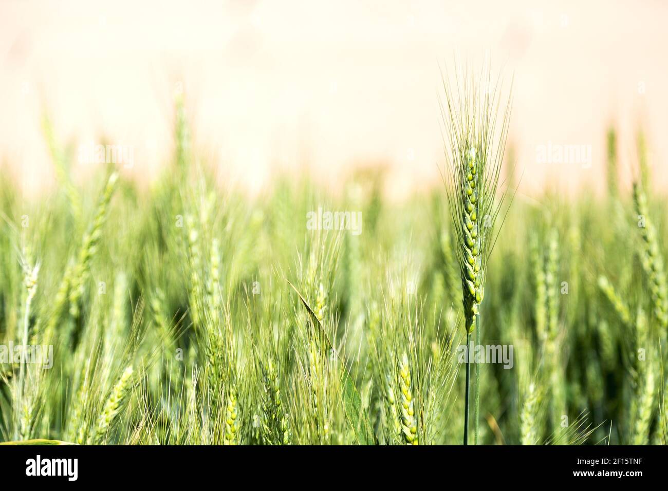 Dry farming iran hi-res stock photography and images - Alamy