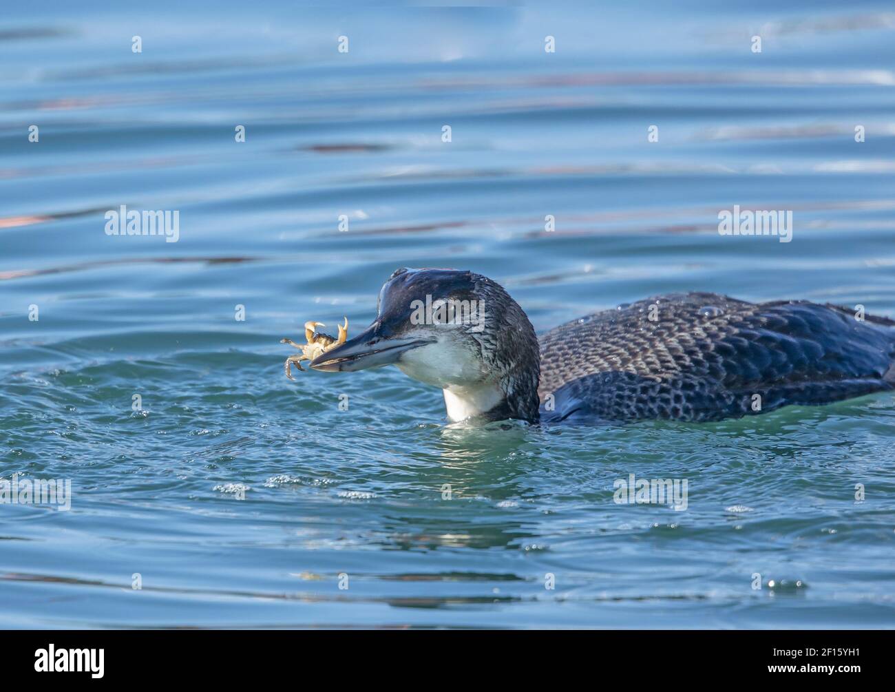 Common loon crab hi-res stock photography and images - Alamy