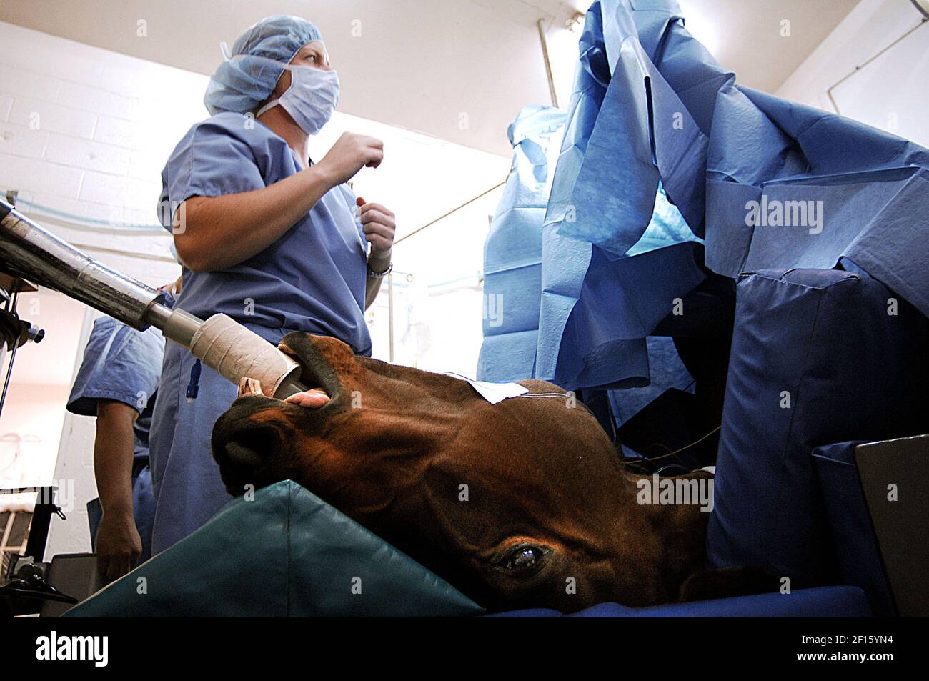 Surgical assistant Sara Dodds stands over Minx, a polo pony, during ...