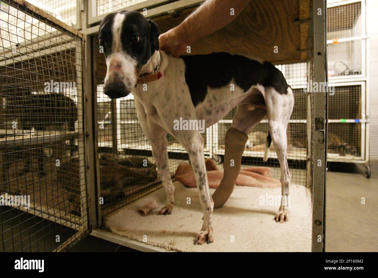 One of the many dogs in recuperating from a broken leg at the kennel ...