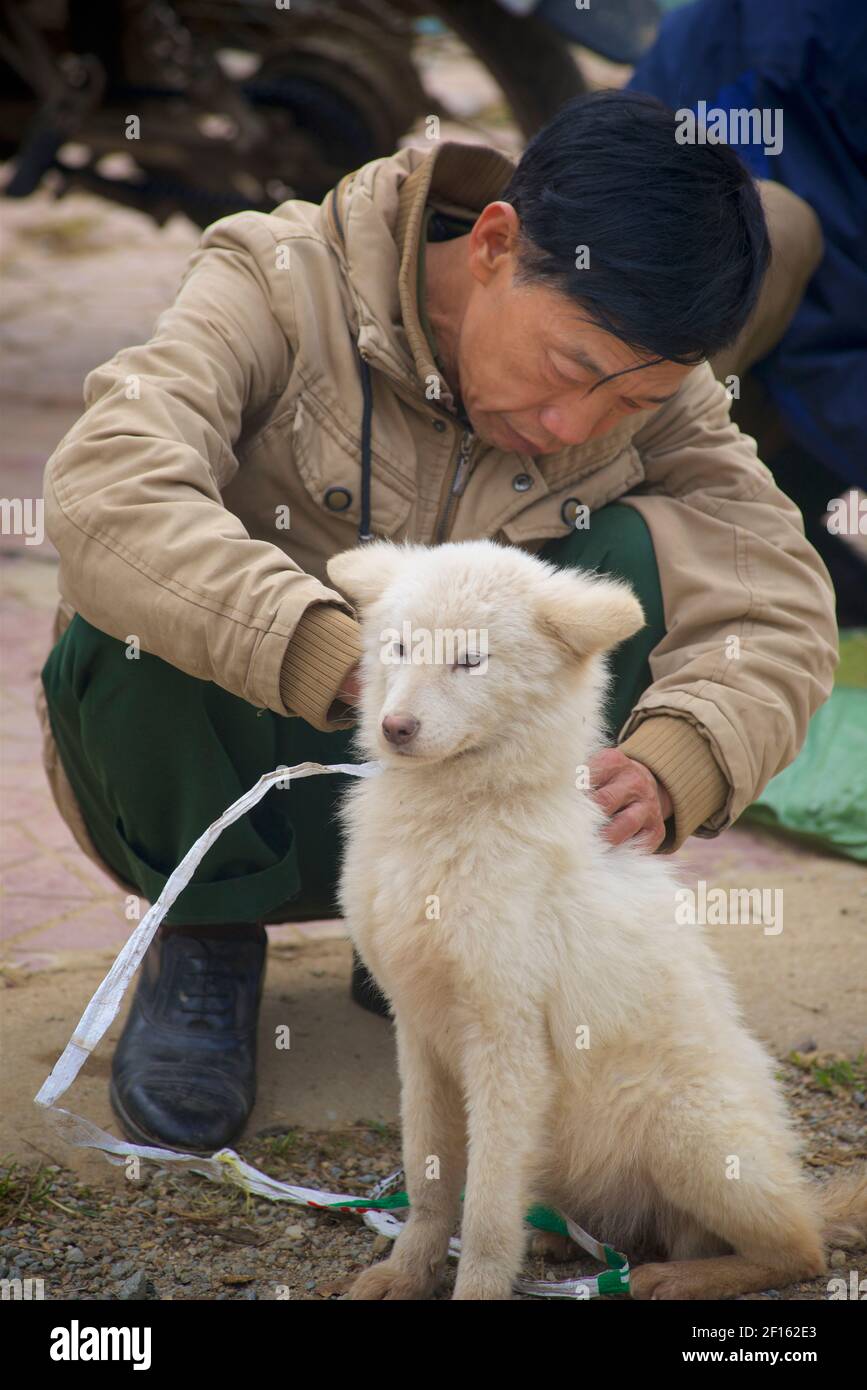 Hmong Dog High Resolution Stock Photography and Images - Alamy