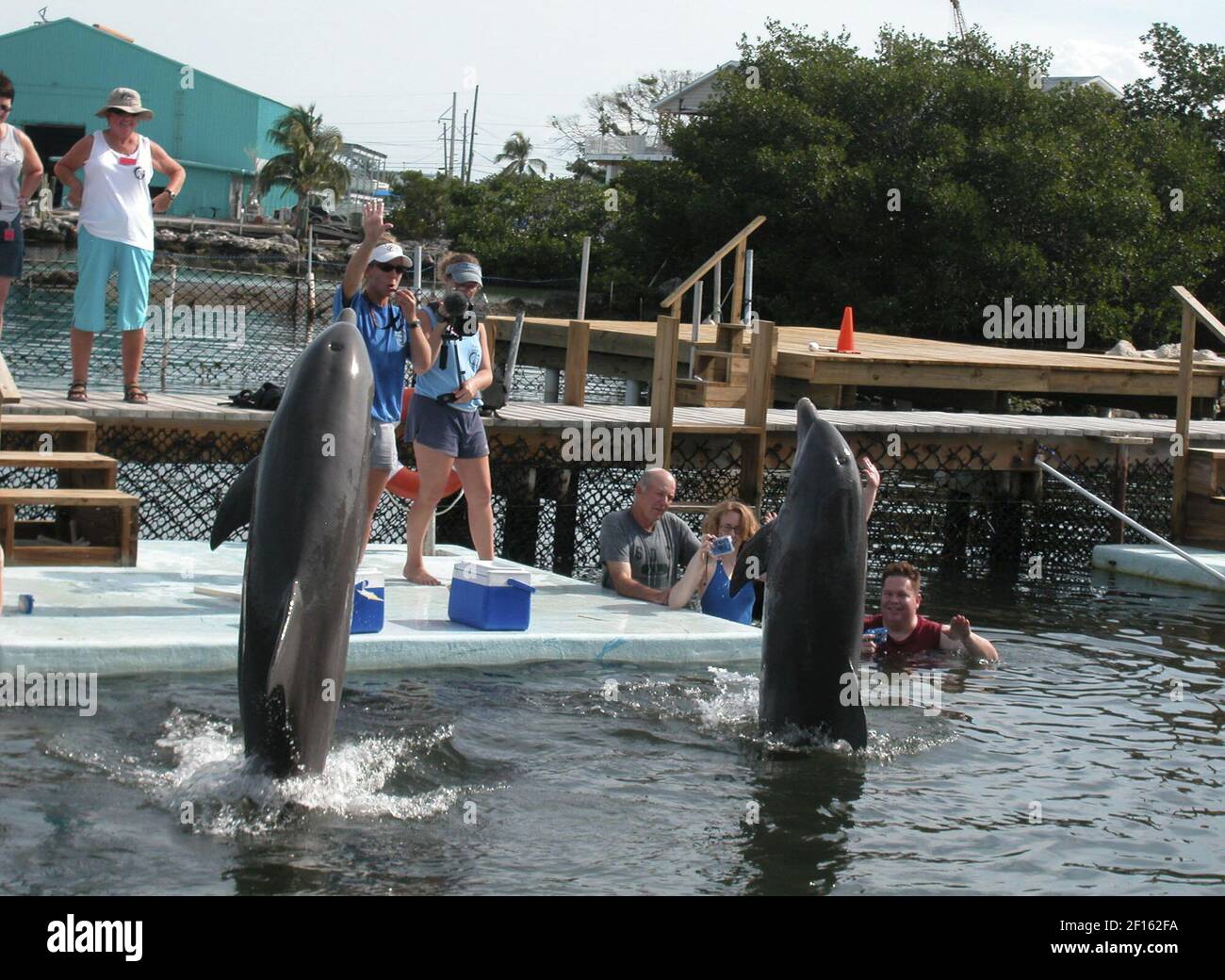 Atlantic bottlenose dolphins A.J., left, and his son Tanner perform a ...