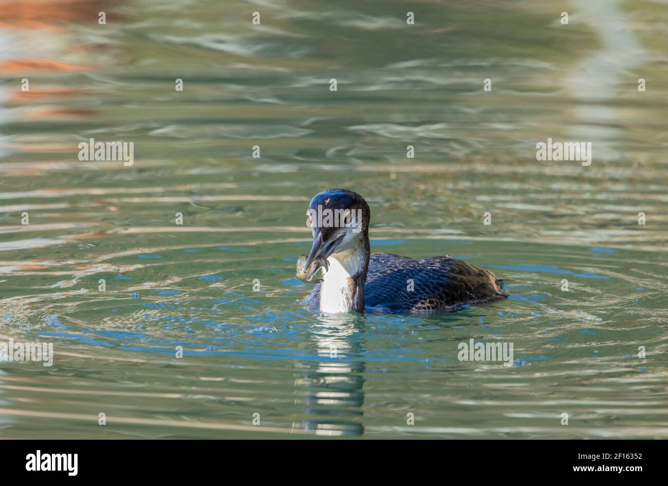 Common loon crab hi-res stock photography and images - Alamy