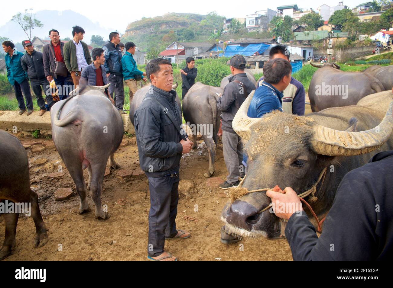 Vietnamese livestock market. Selling water buffalo at Bac Ha market ...