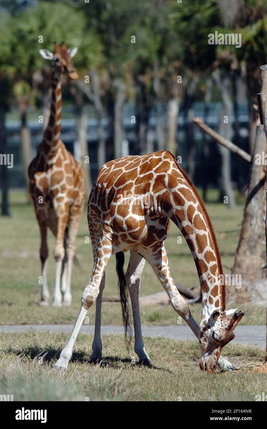 Giraffes graze at Disney's Animal Kingdom in Orlando, Florida, Thursday ...