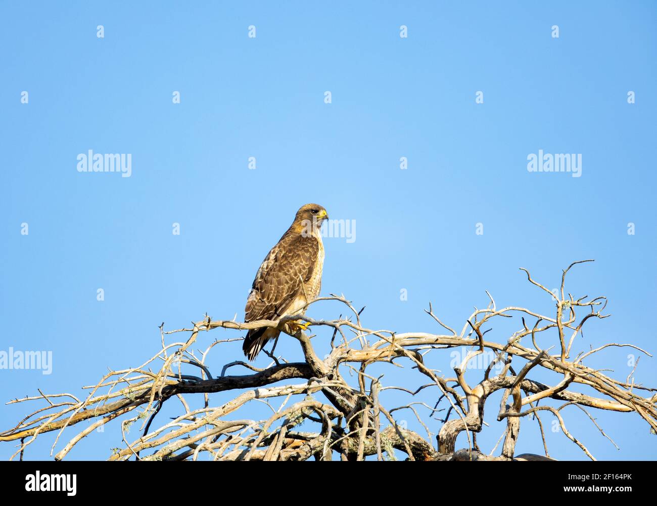 Red tailed hawk perched hi-res stock photography and images - Alamy