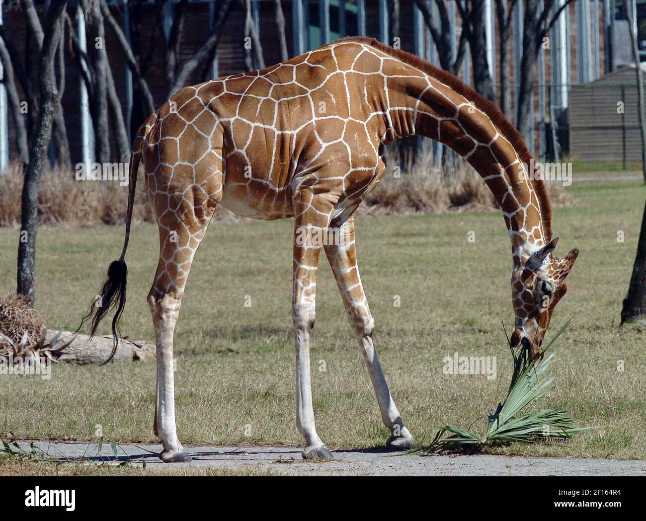 A giraffe eats palm fronds at Disney's Animal Kingdom in Orlando ...