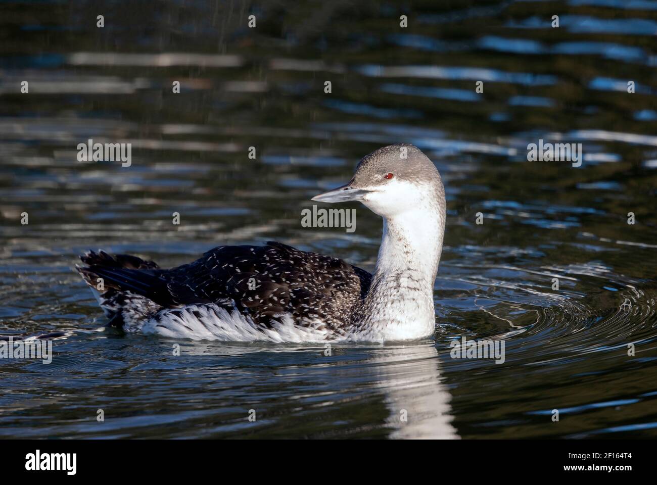 Red throated loon winter plumage hi-res stock photography and images ...