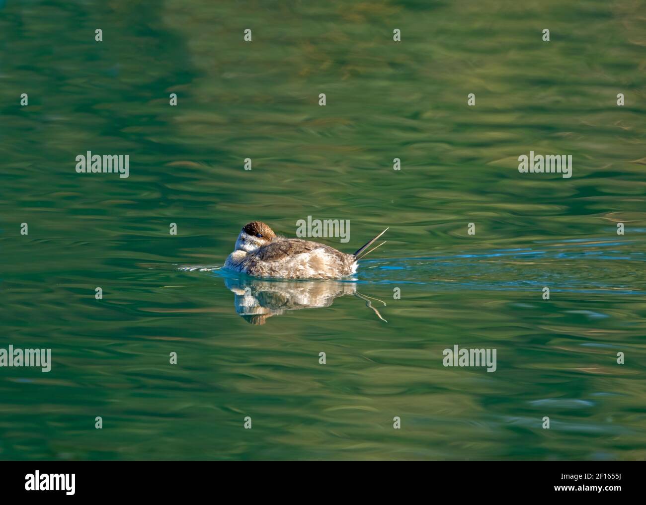 Ruddy duck sleeping in green water hi-res stock photography and images ...