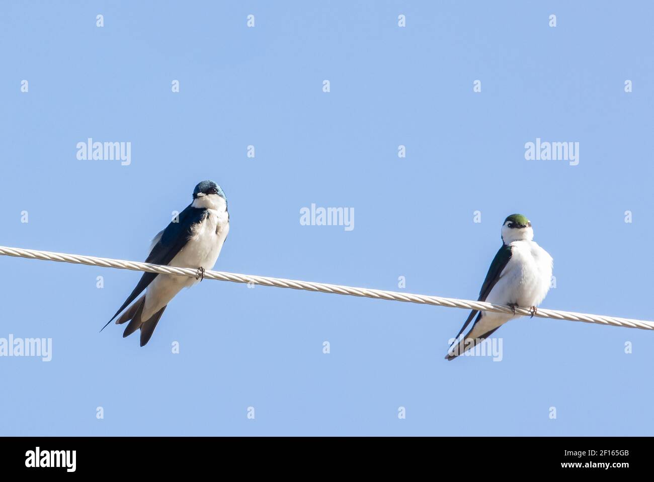 Violet green swallow and tree swallow hi-res stock photography and ...