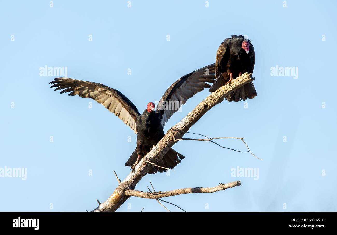 Vulture wings hi-res stock photography and images - Alamy