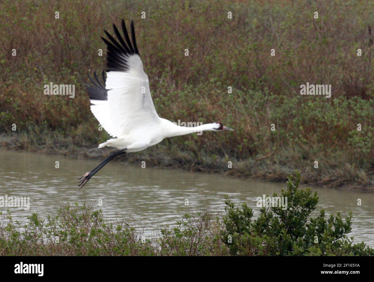 Whooping cranes, North America's tallest bird, are threatened by barge ...