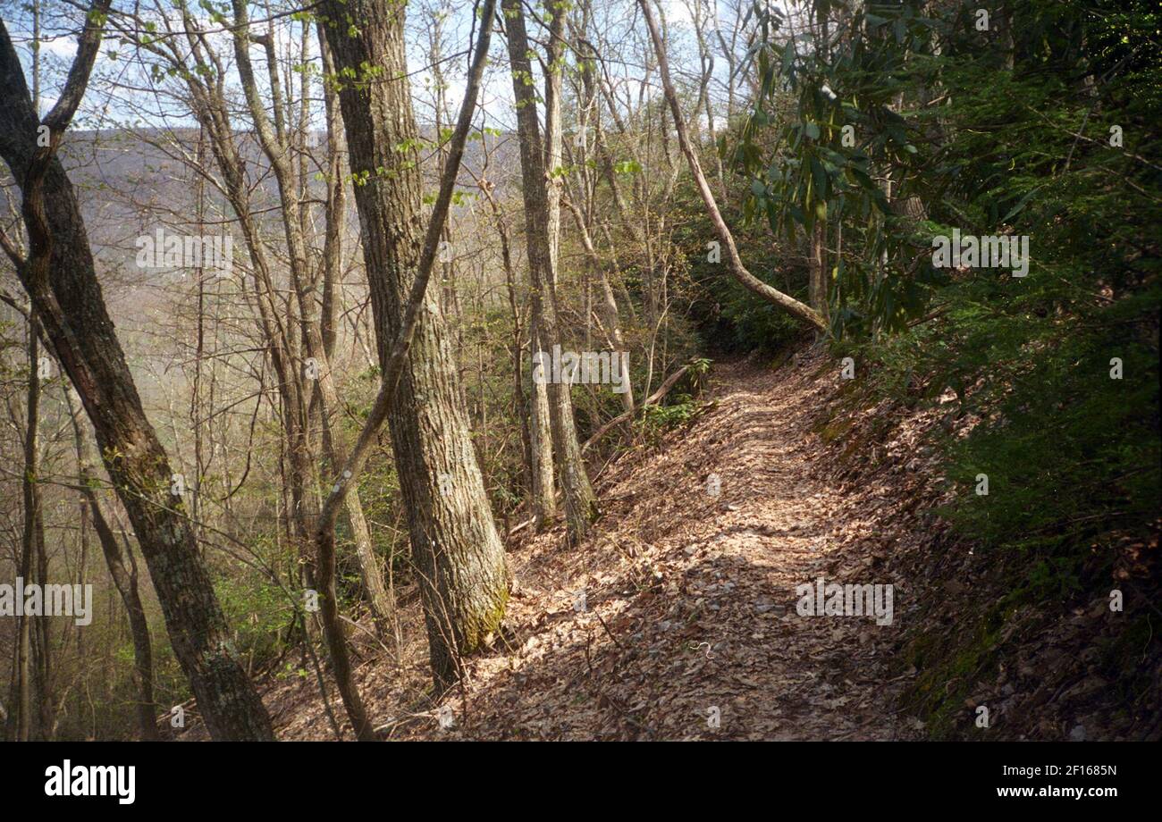 A trail located in the Mt. Rogers National Recreation Area in Virginia ...