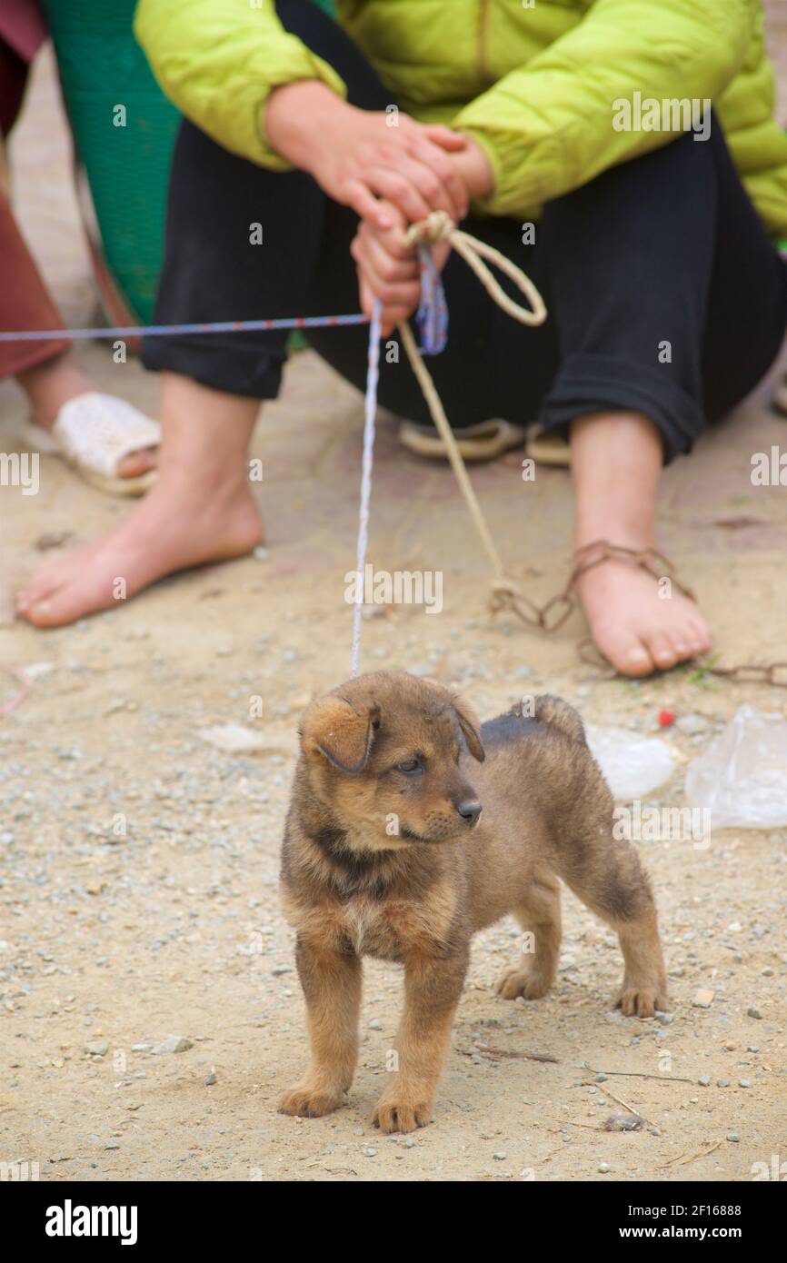 Vietnam dog hi-res stock photography and images - Alamy