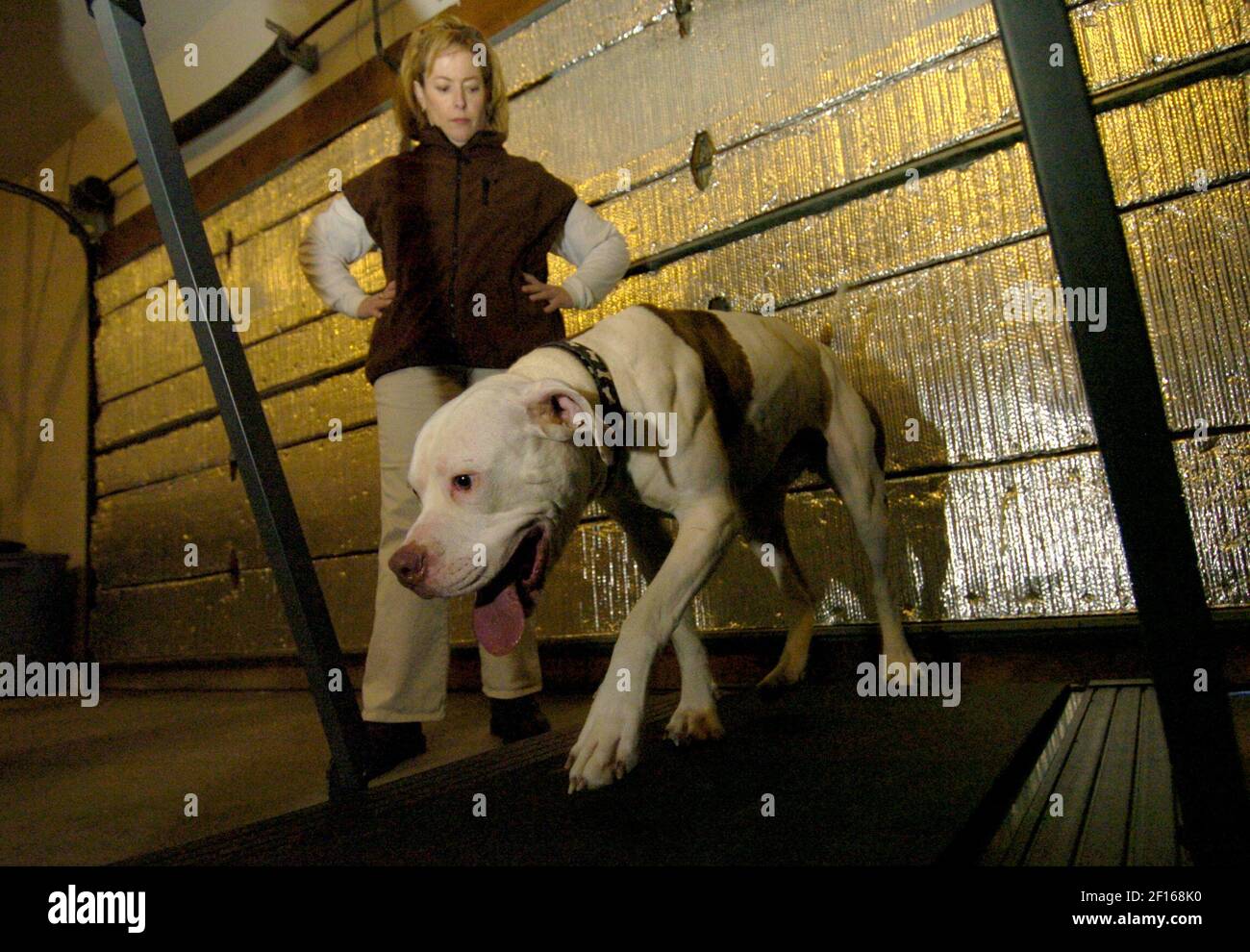 Mobile Dog Trainer Robin Scheff introduced Sylis, an American bulldog ...