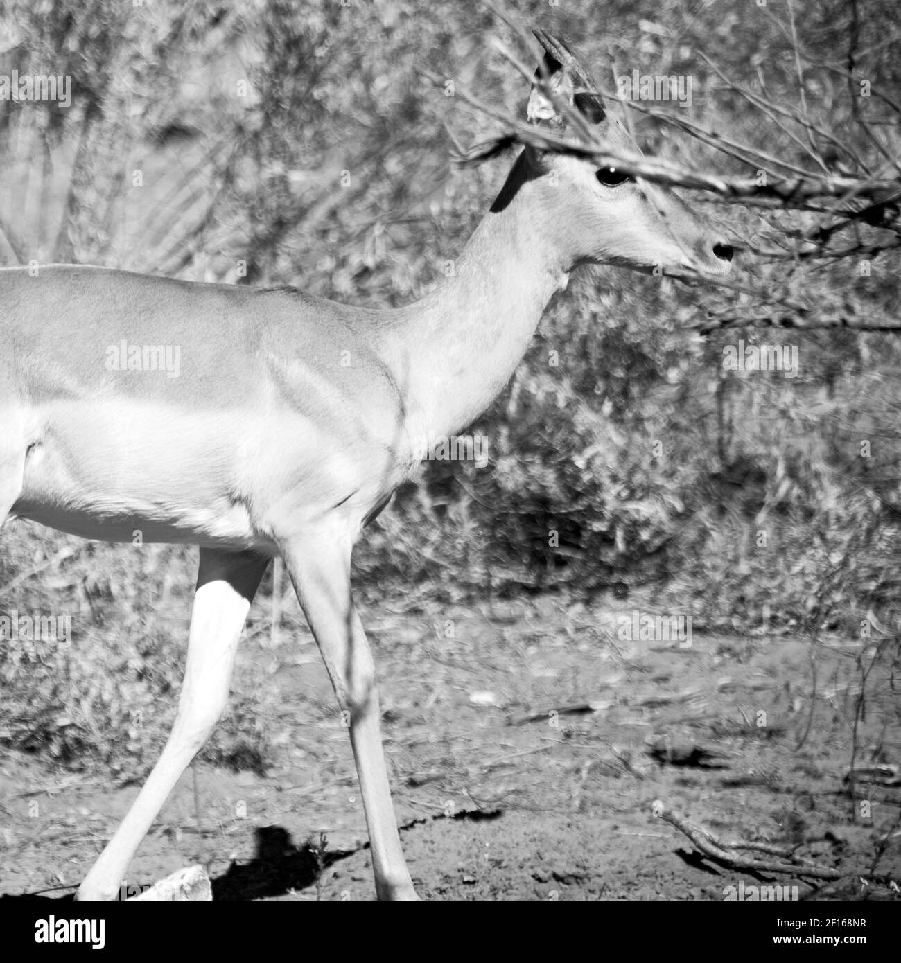 Botswana namibia bush Black and White Stock Photos & Images - Alamy