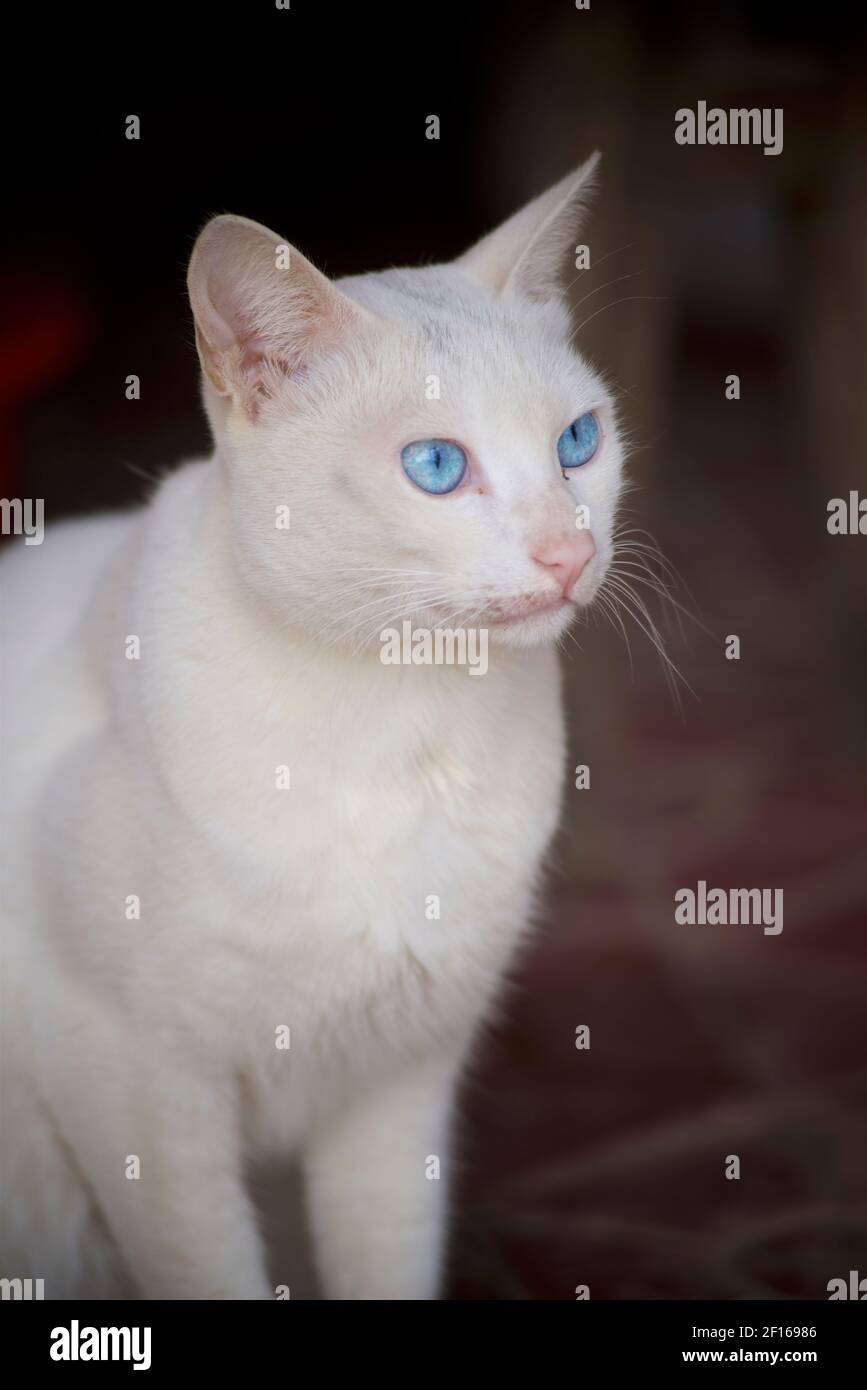 Lao kitten hi-res stock photography and images - Alamy