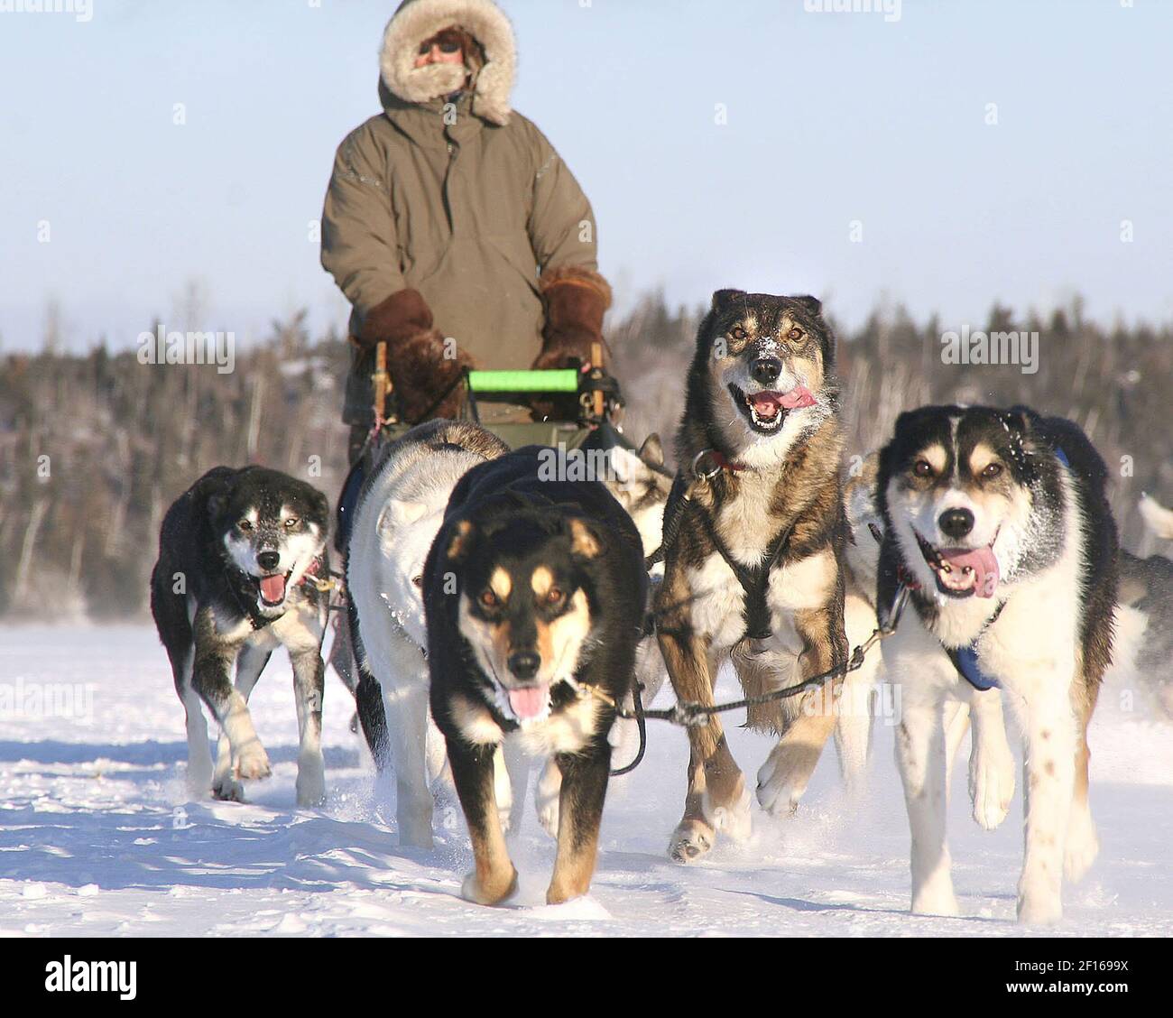 Kelly Murphy uses sled dogs to reach prime fishing spots in the ...