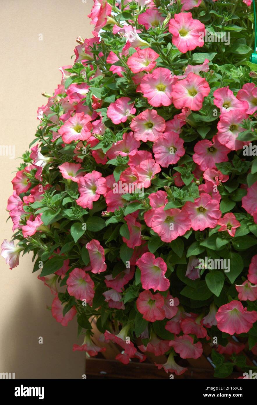 Petunia suncatcher coral prism hi-res stock photography and images - Alamy