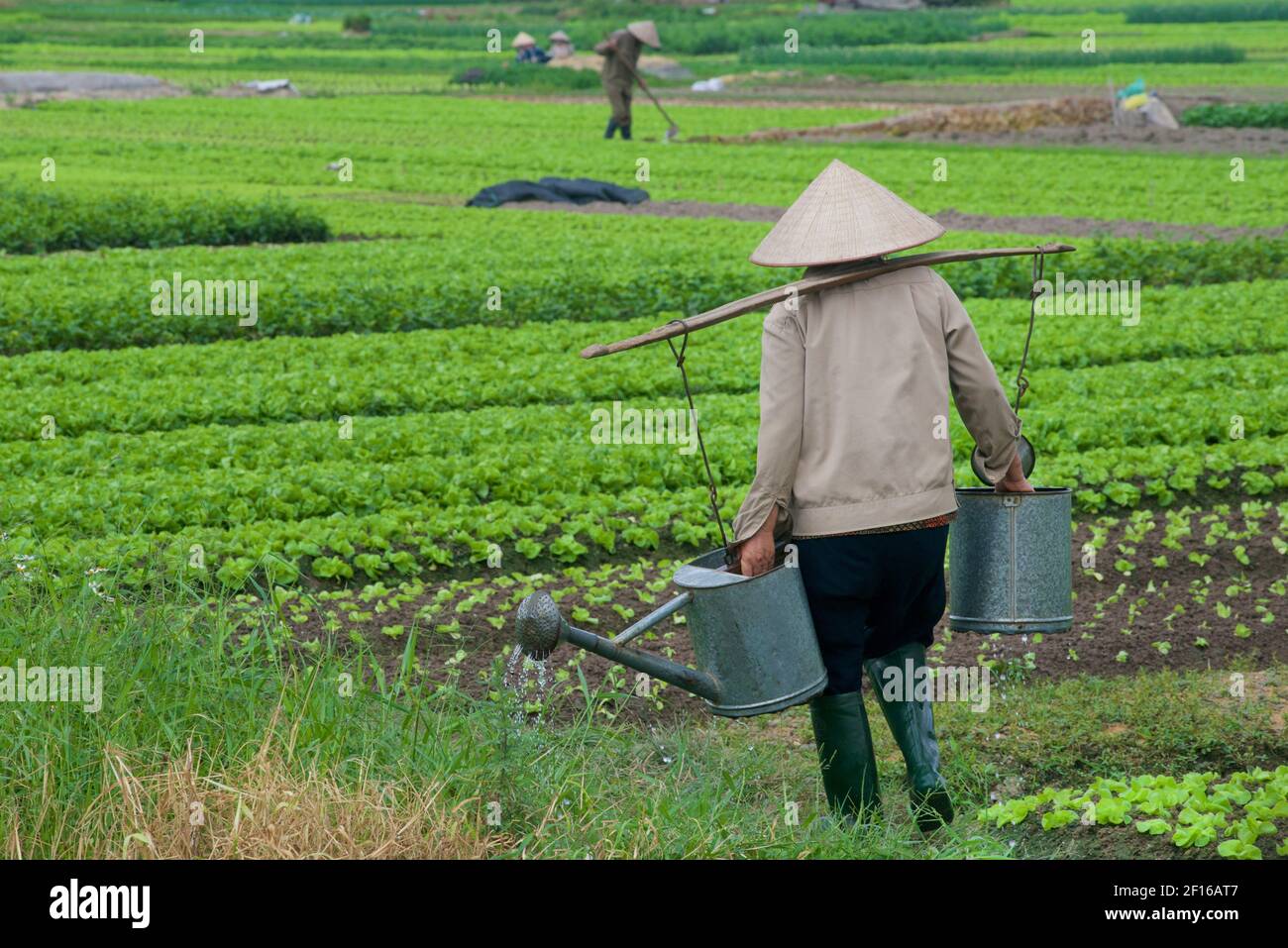 Vietnamese Farming High Resolution Stock Photography and Images - Alamy