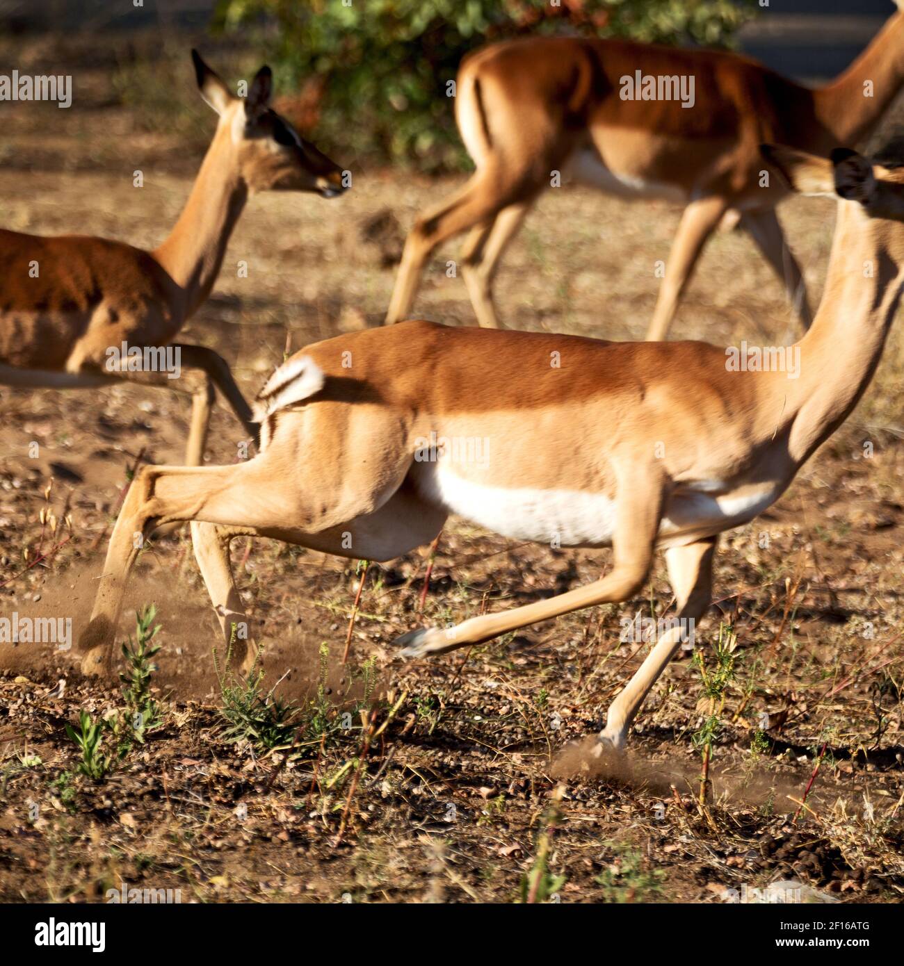 Wild impala in the winter bush Stock Photo - Alamy