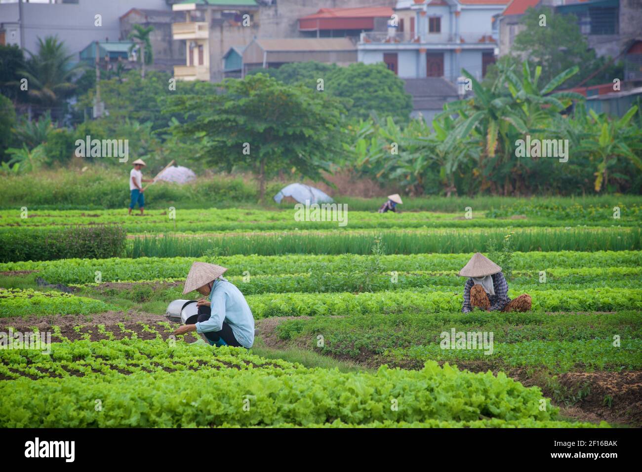 Vietnamese farming hi-res stock photography and images - Alamy