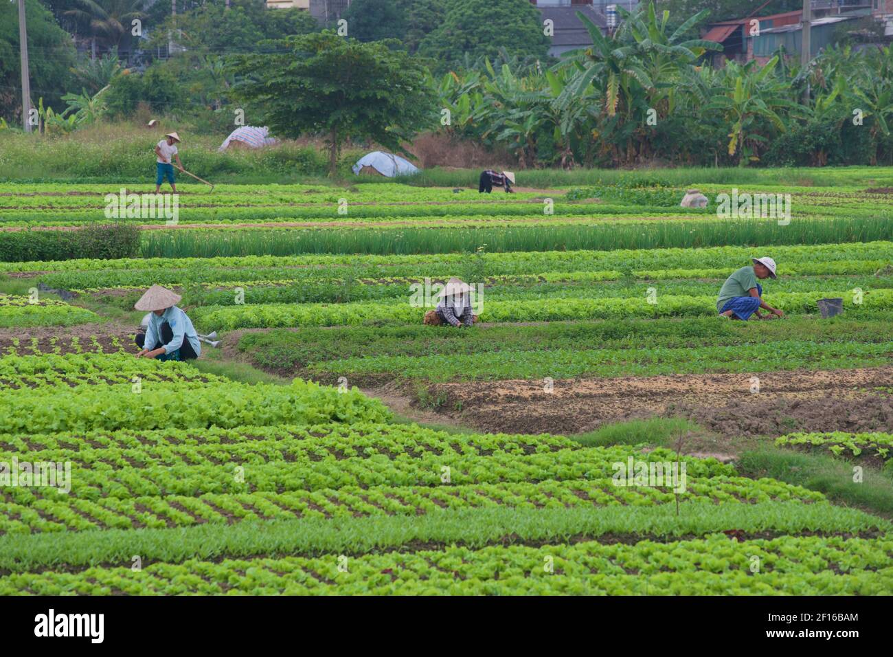 Vietnamese agriculture hi-res stock photography and images - Alamy