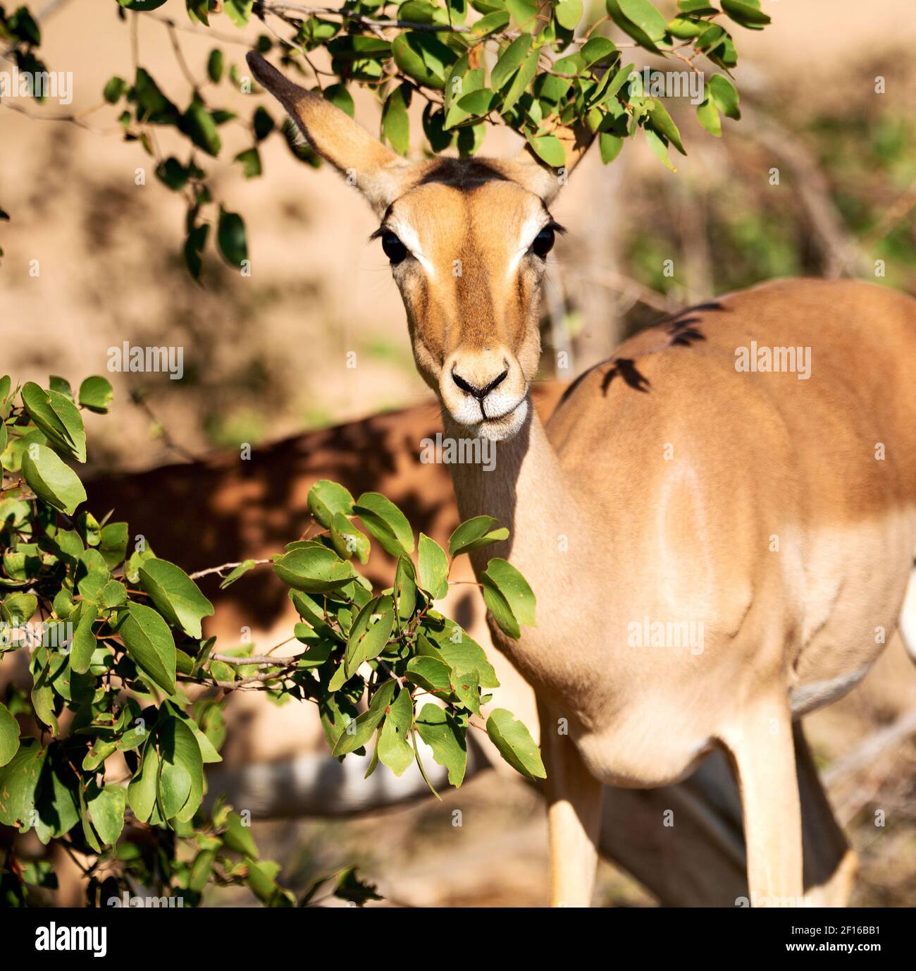 Wild impala in the winter bush Stock Photo - Alamy