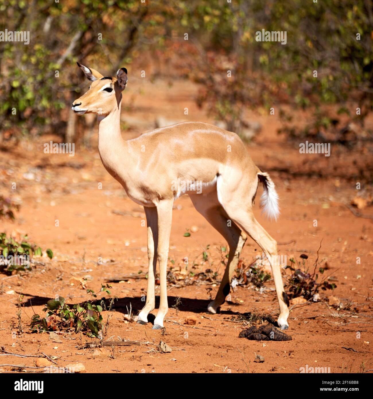 Wild impala in the winter bush Stock Photo - Alamy