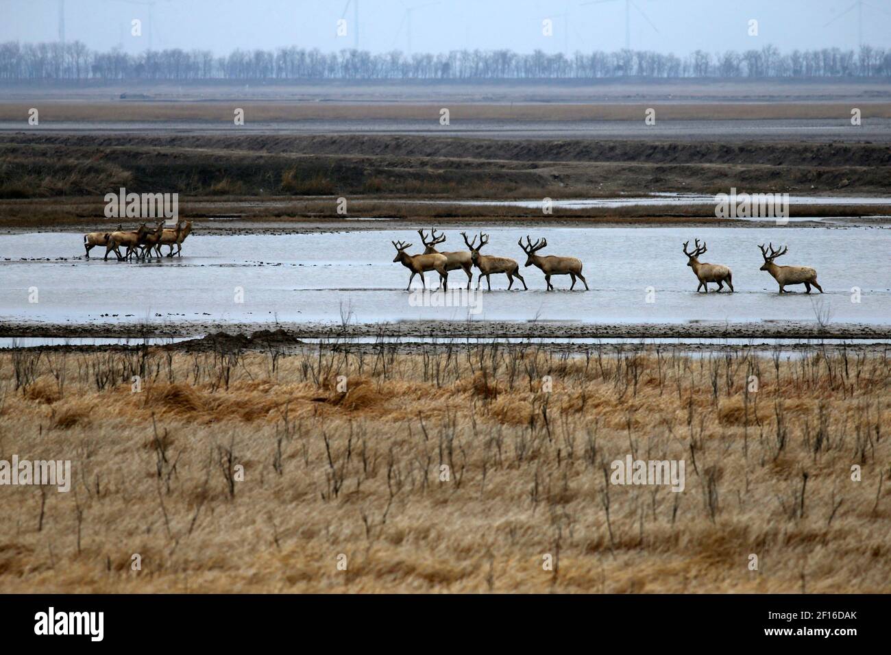 YANCHENG, CHINA - MARCH 7, 2021 - Photo taken on March 7, 2021 shows a ...