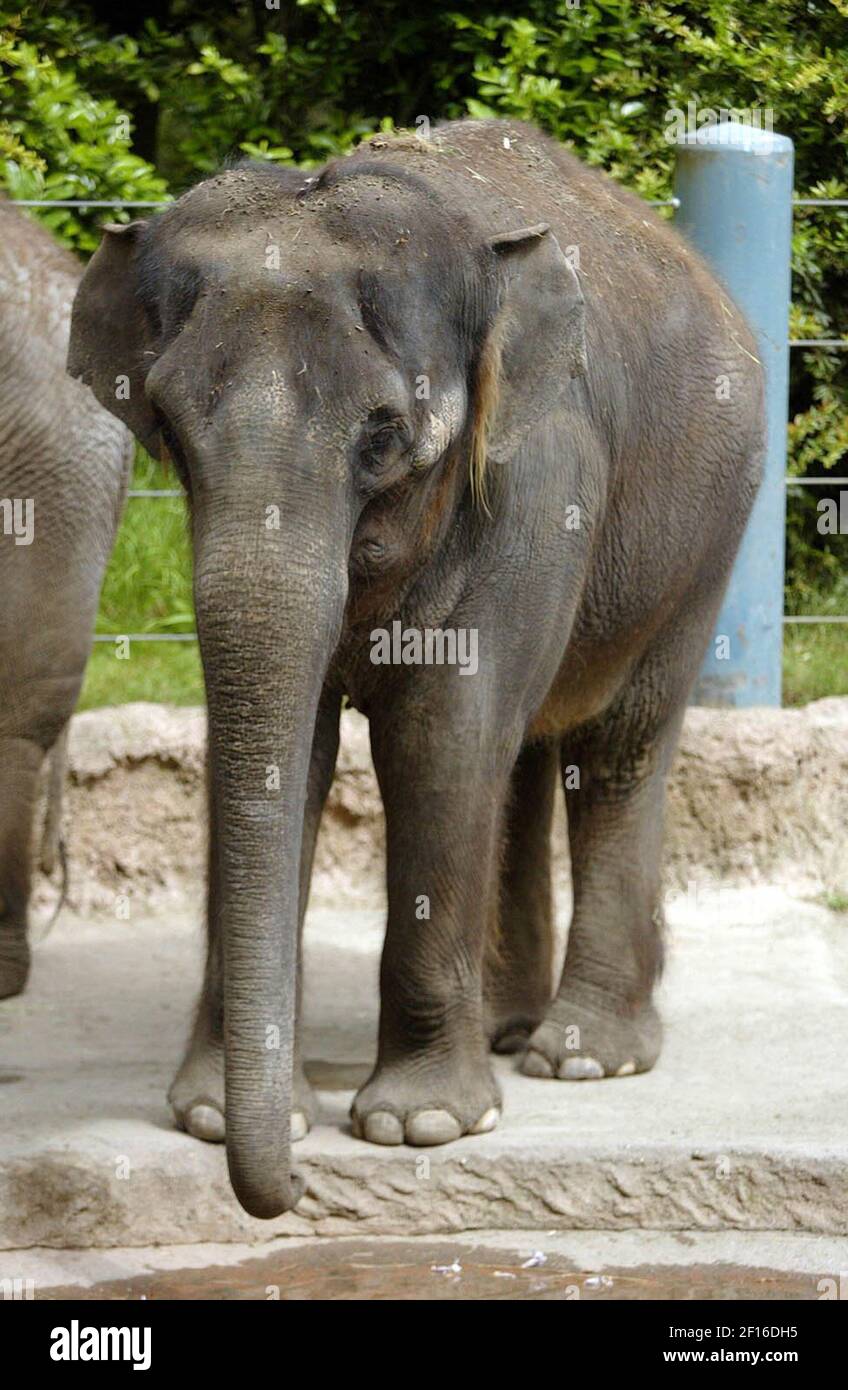 Chai, a female Asian elephant, wanders around her enclosure at the ...