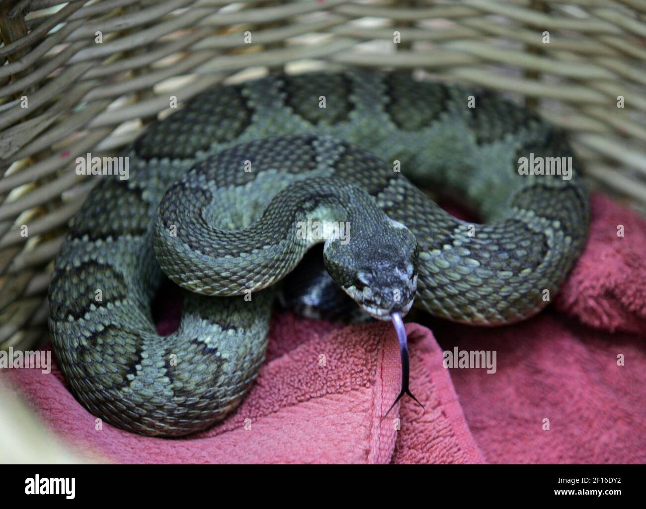 Steve Liebenberg displays one of his rattlesnakes named Dash on June 9 ...