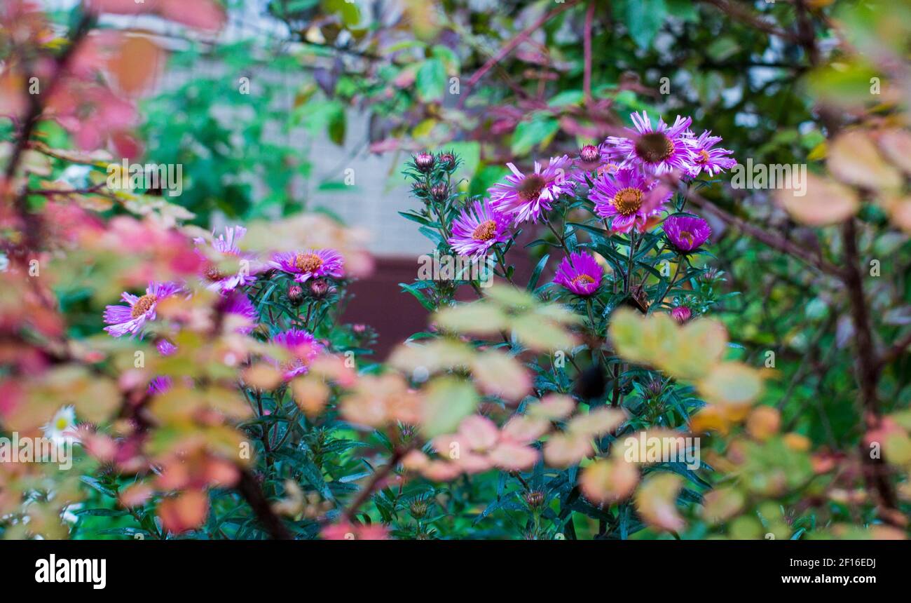 Autumn Aster in garden. Undersized varieties. Small garden Astra ...