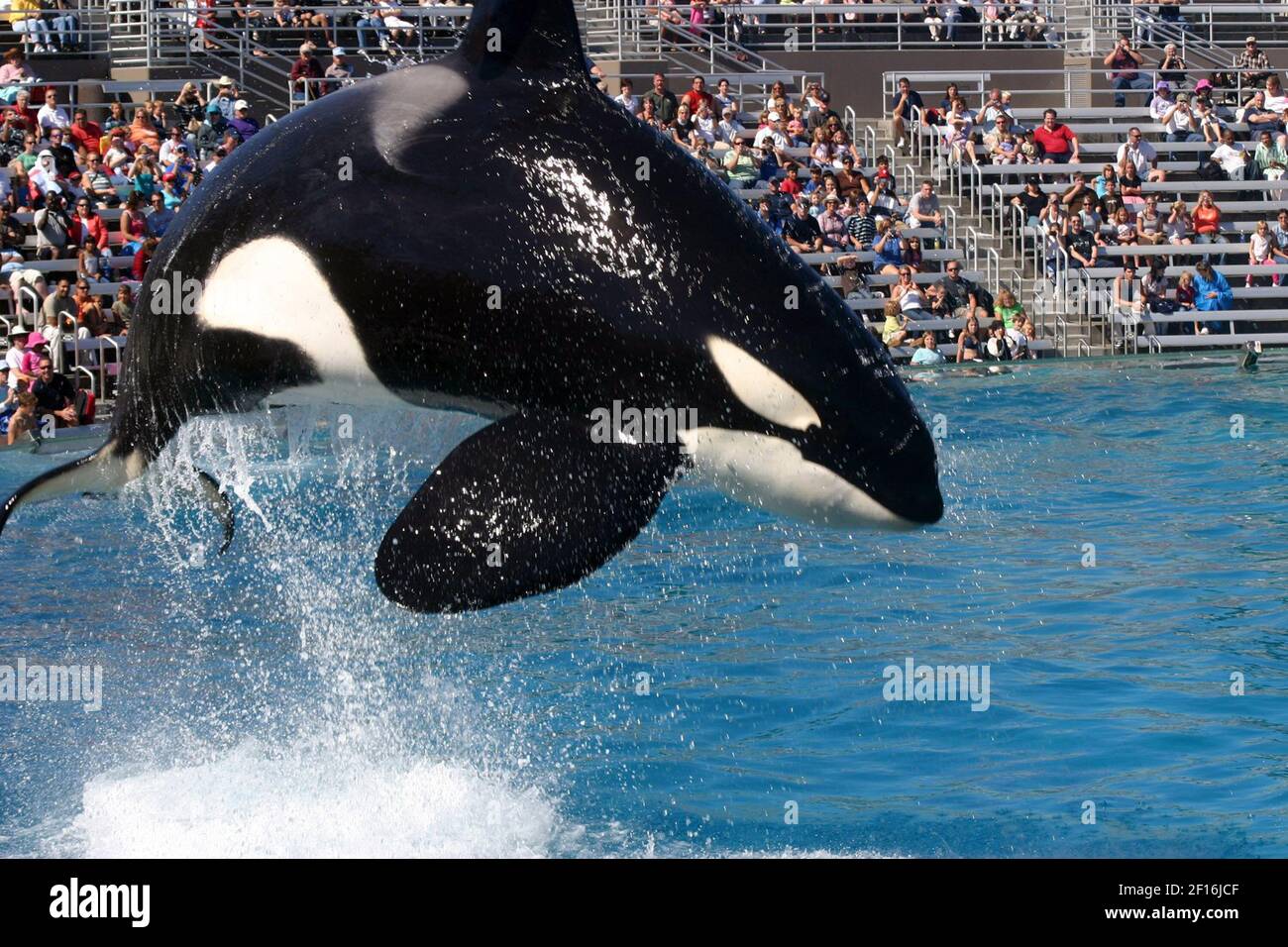 Killer whales are the stars of the show in Shamu Stadium at SeaWorld in ...