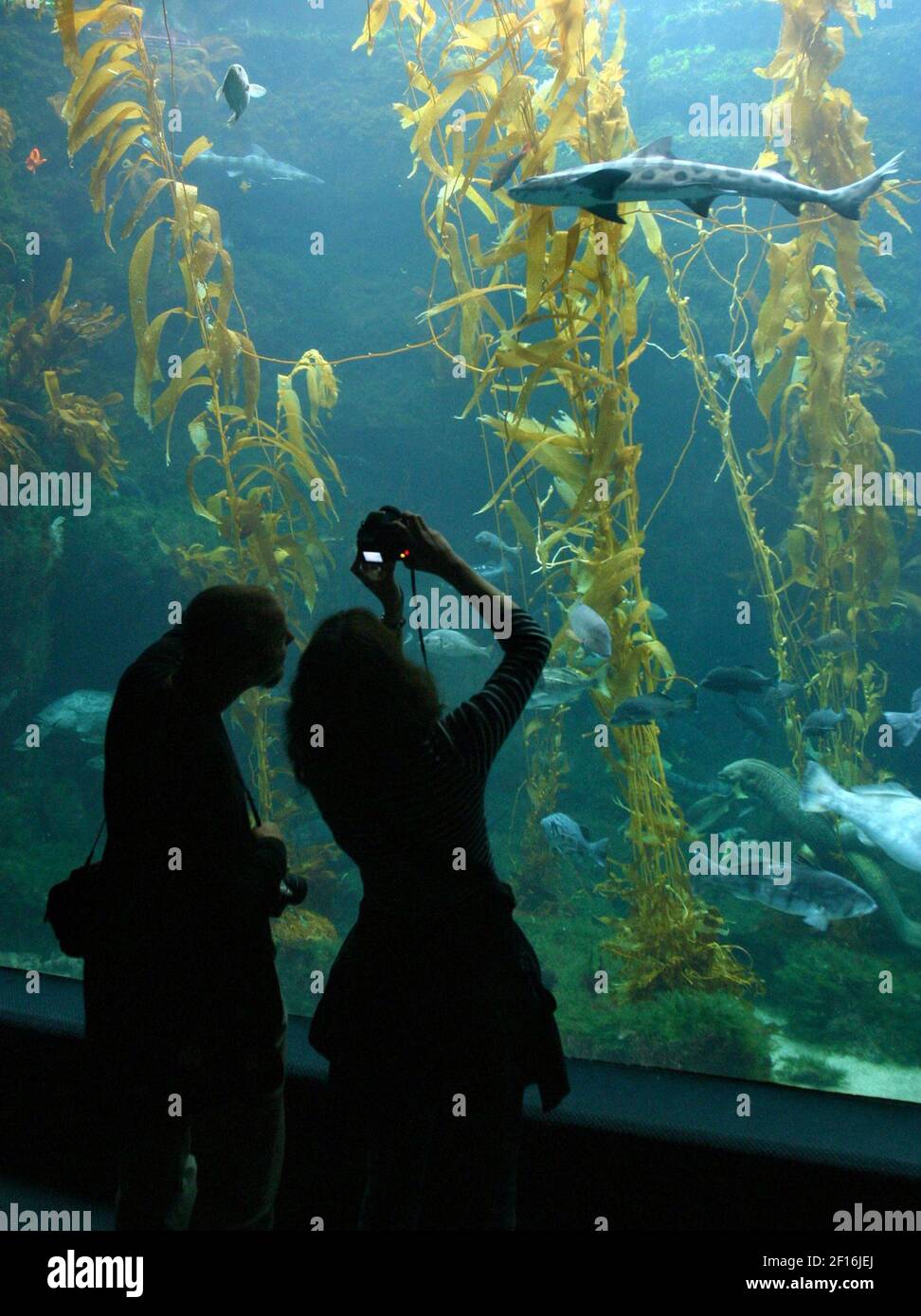 Sharks swim through a kelp forest at the Birch Aquarium at Scripps at ...