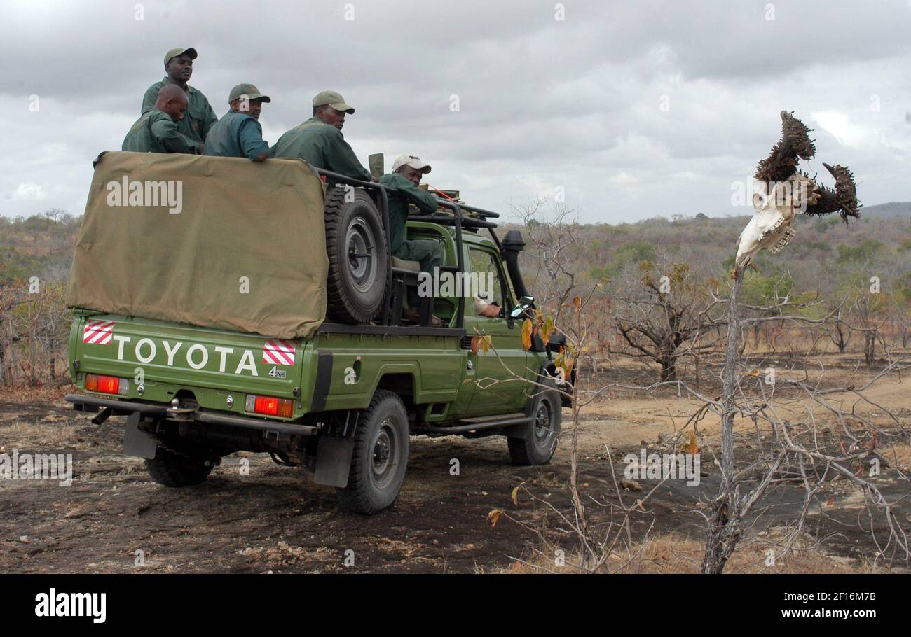 Tanzania Wildlife Company hunting crew passes a Cape buffalo skull ...