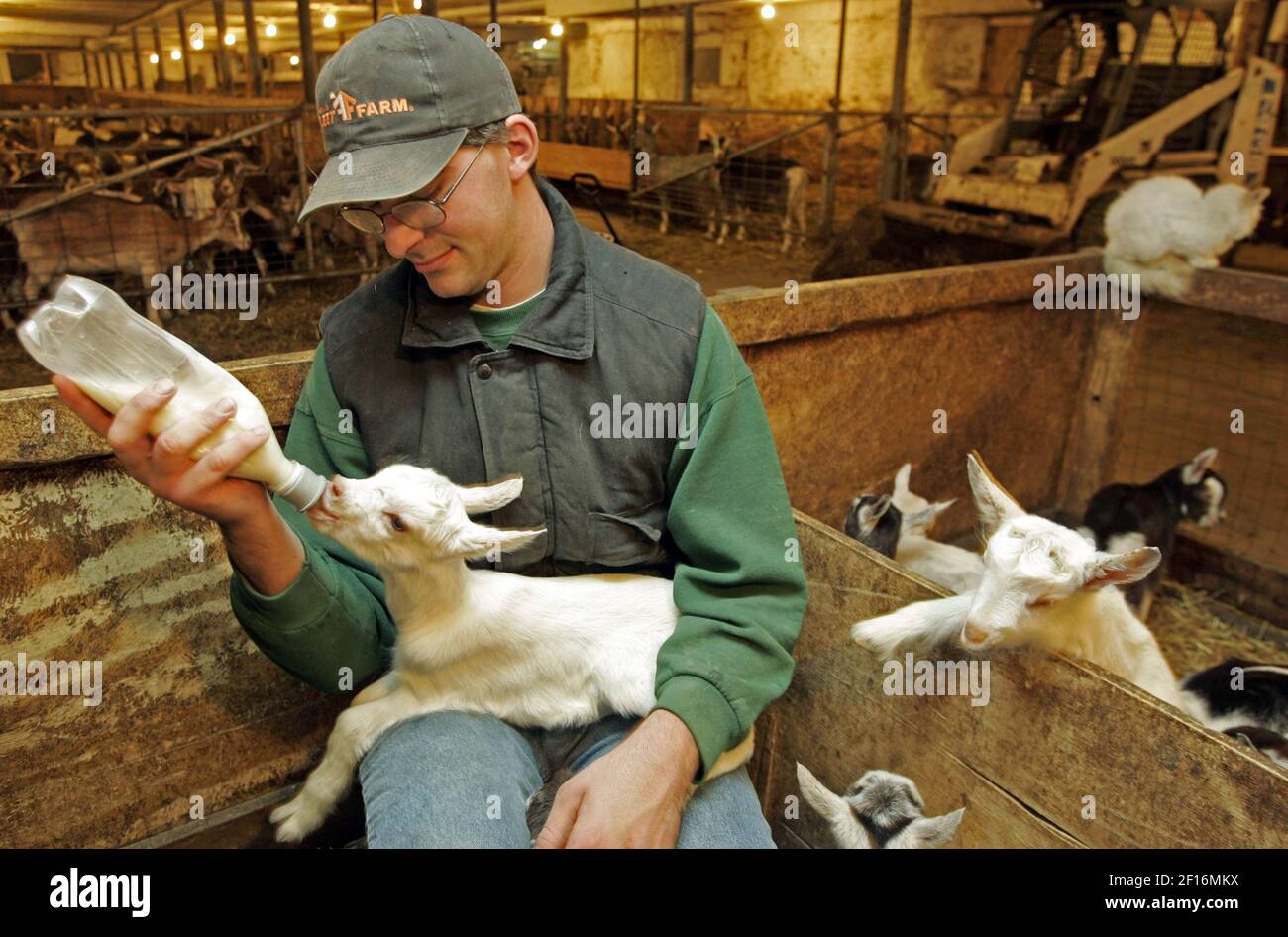 Adam Van Den Bosch feeds a 5-day old goat milk from a dairy cow on his ...