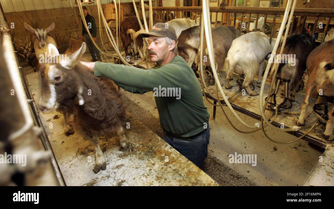 Richard Van Den Bosch directs goats into milking stalls on his family's ...