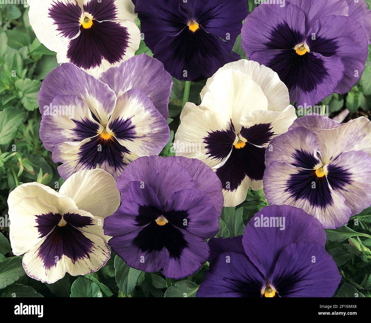 Matrix Ocean Breeze Mix pansies have skyrocketed in popularity. (Photo ...