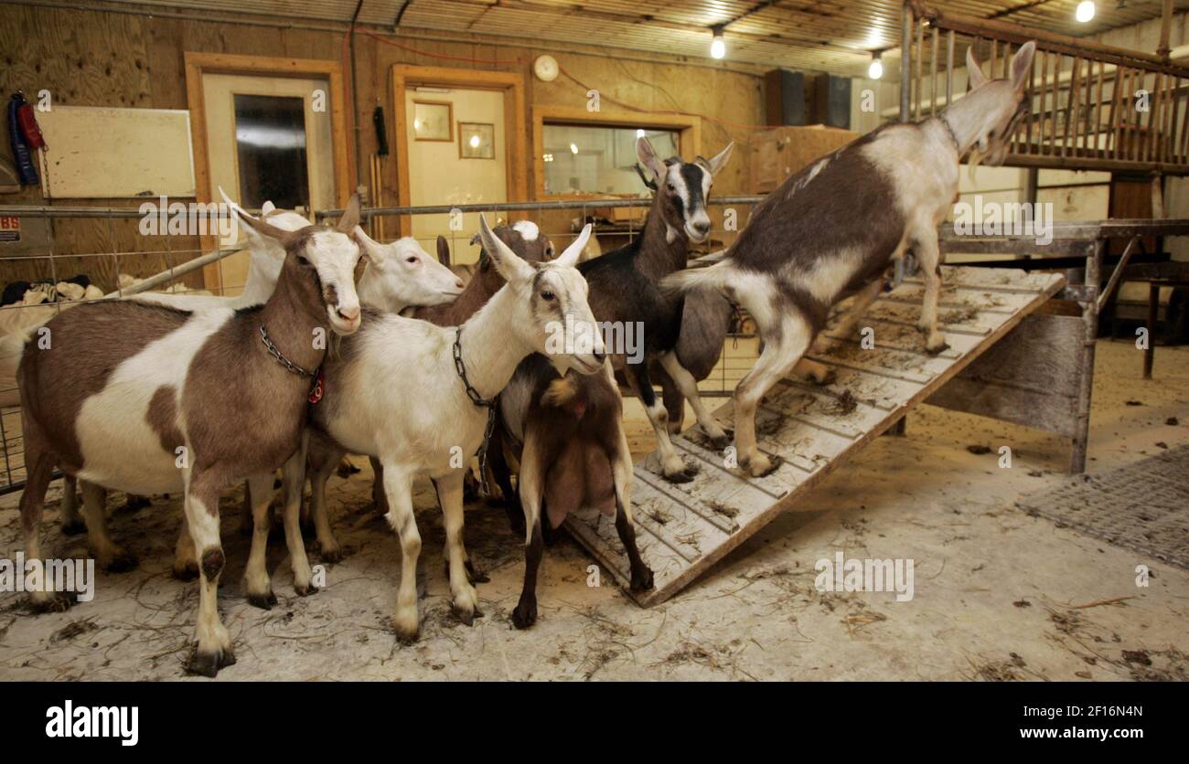 Some of the nearly 200 goats walk up to their milking stalls on the Van ...