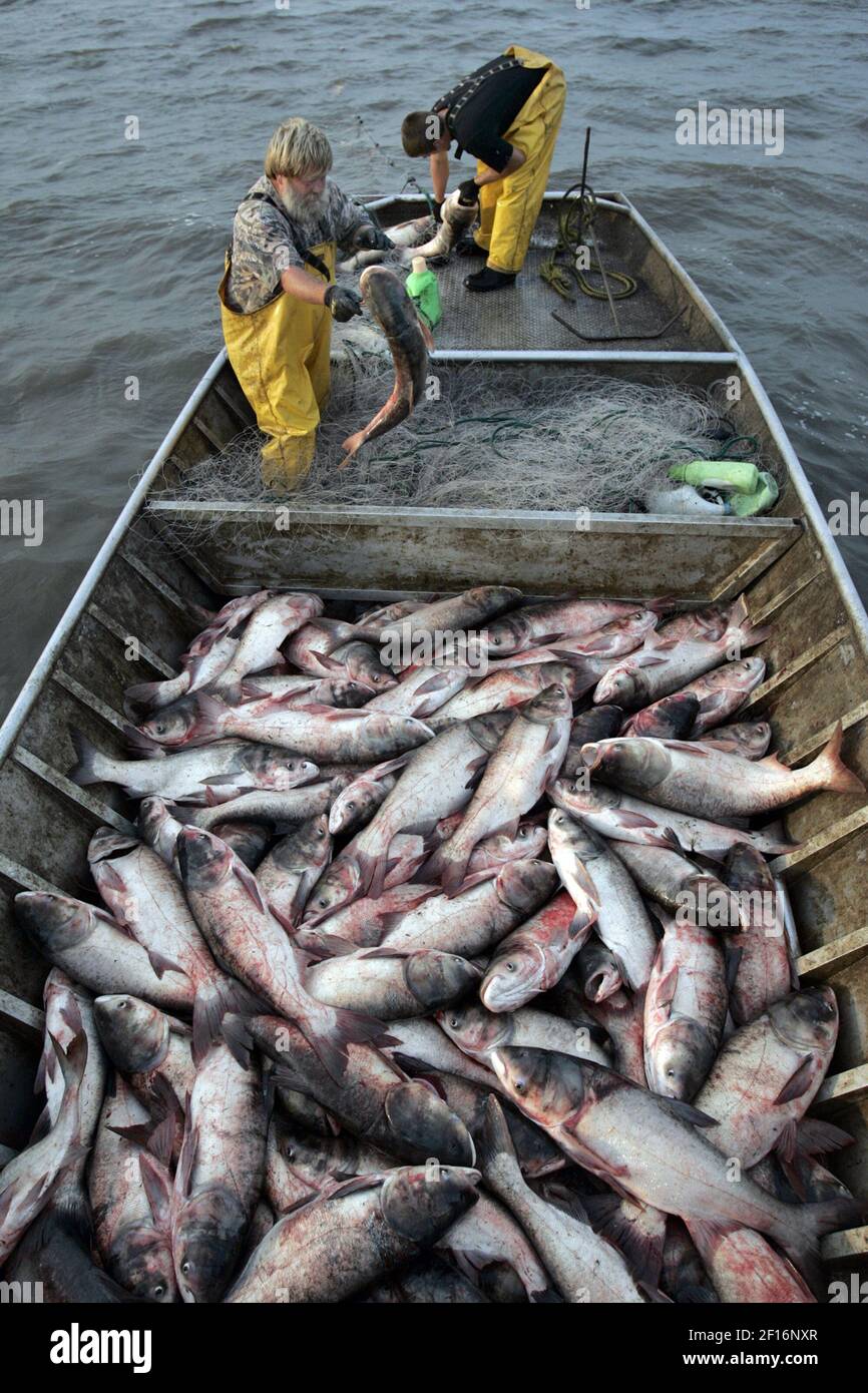 Bighead river hi-res stock photography and images - Alamy