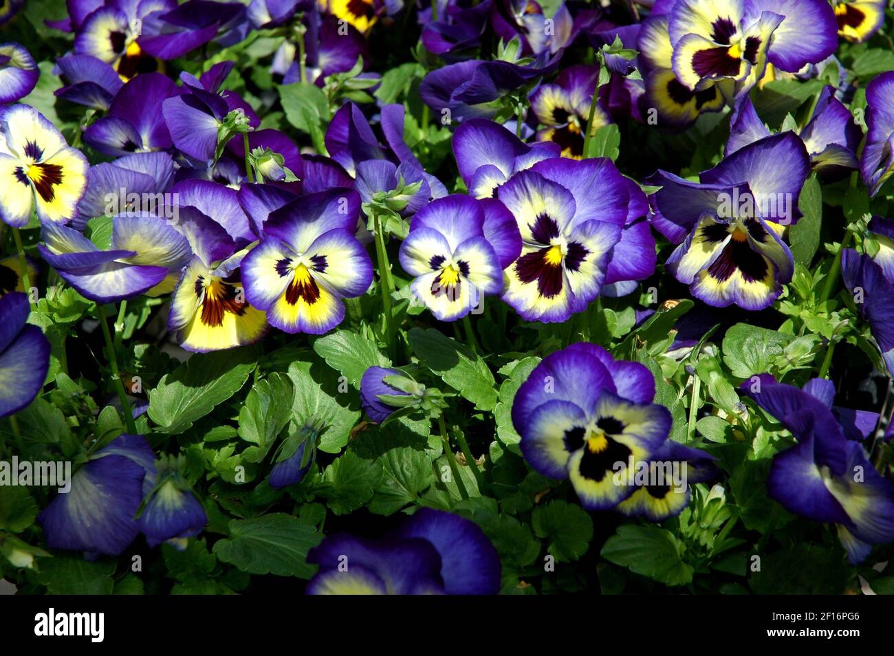 Blueberry Thrill pansies. (Photo by Norm Winter/MCT/Sipa USA Stock ...