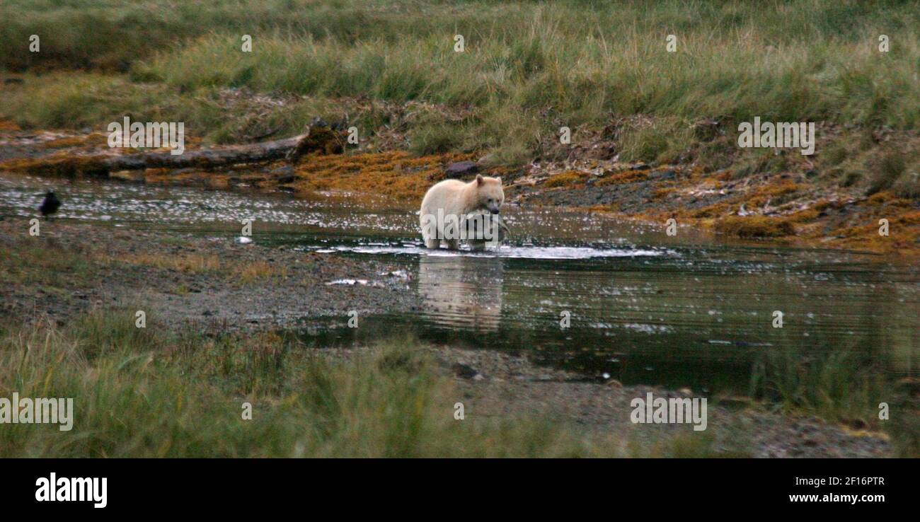 A "spirit" bear captures a meal at Cameron Cove on Princess Royal ...