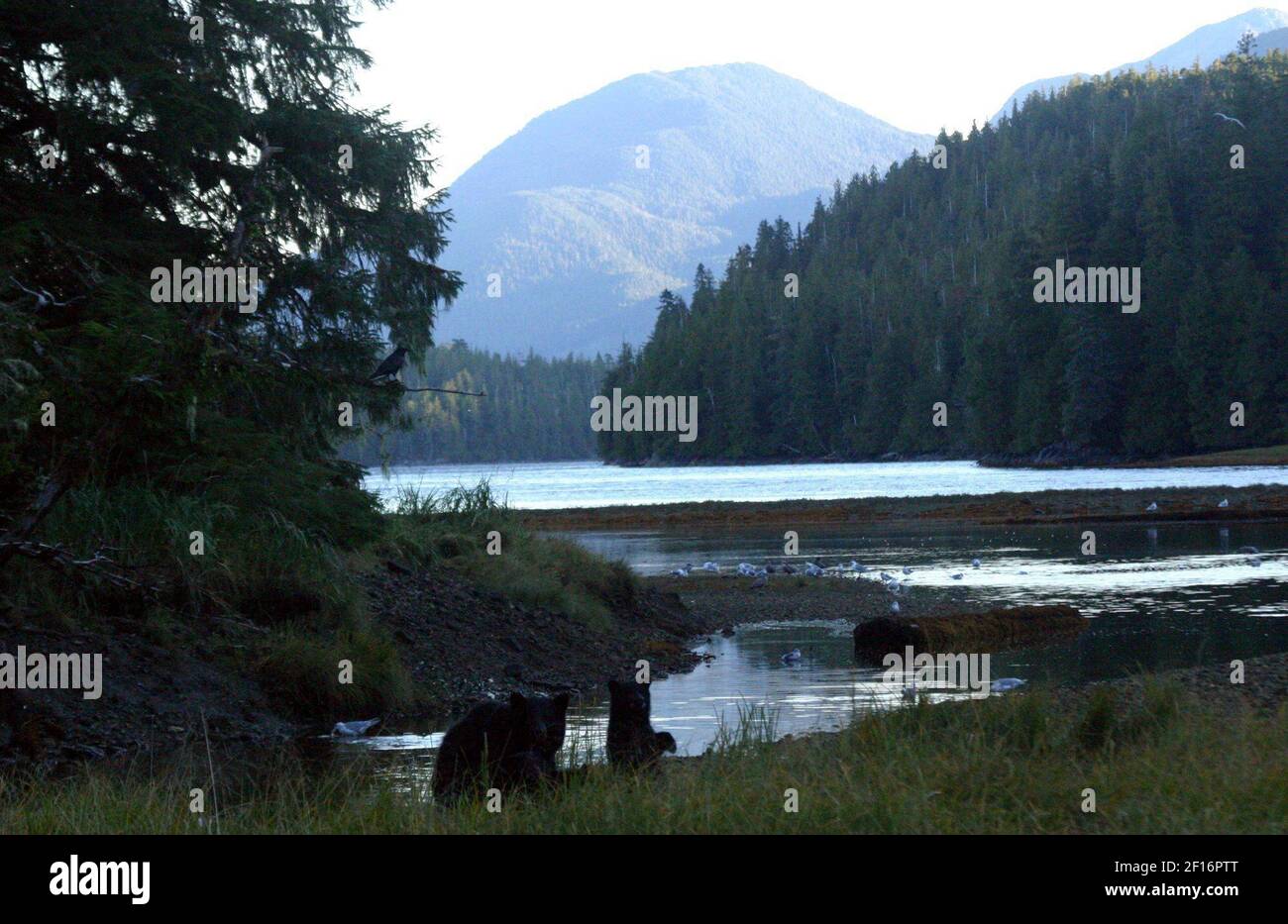 A mother black bear and her cubs hunt for salmon at the mouth of a ...